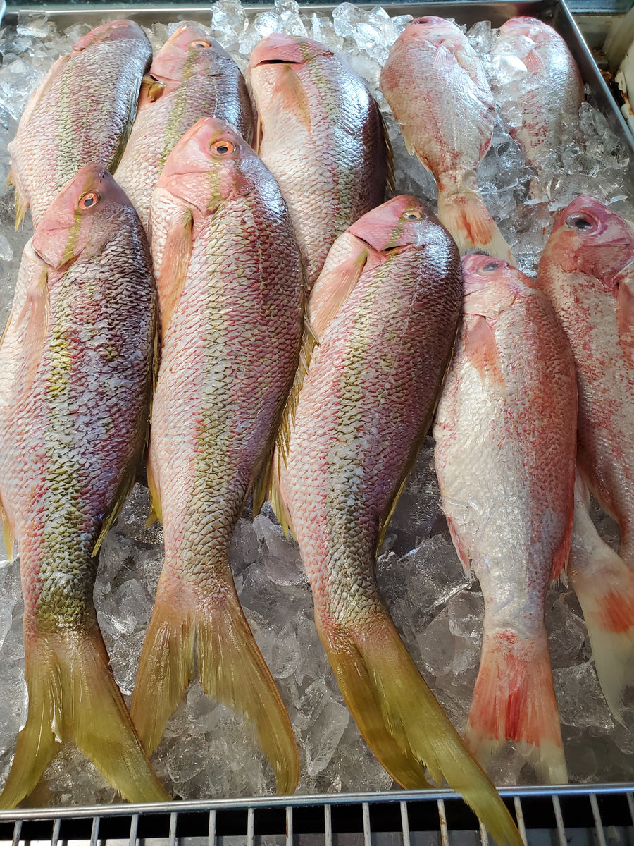 Yellow Tail Snapper – FL Blue Crab